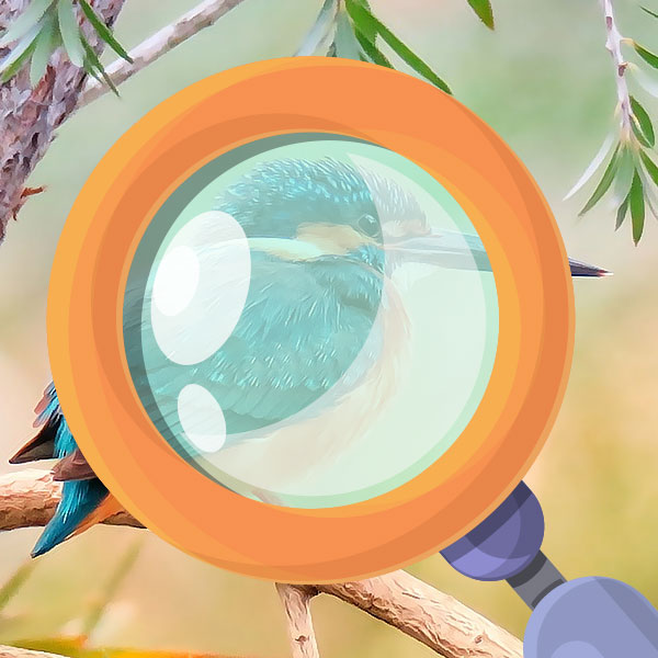 Hidden Spots - Birds - EZJO