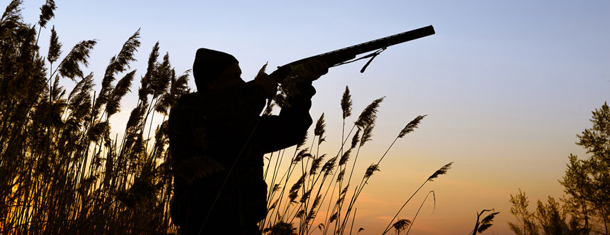 Hunting: A Great American Pastime You Can Spend at Home in the Summer ...