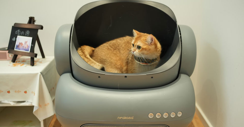 Smart Litter Boxes Are Taking Over - Should You Make the Switch? - Get ...